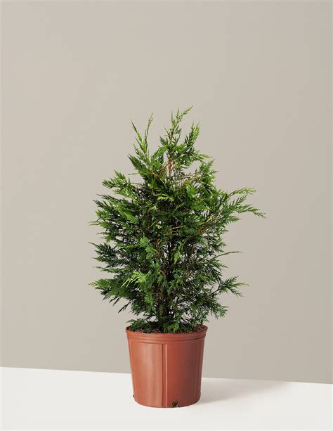Leyland Cypress Tree The Sill
