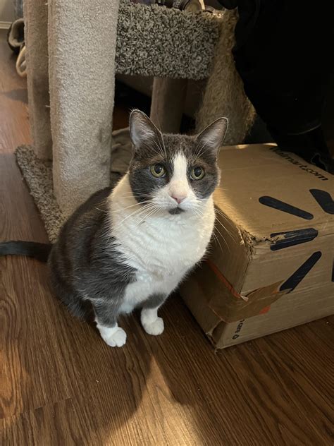 My Cat Chloe Rpurrrfect