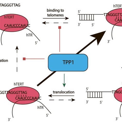 A Cell Viability Measurement Of Nu 1 In Telomerase Positive And
