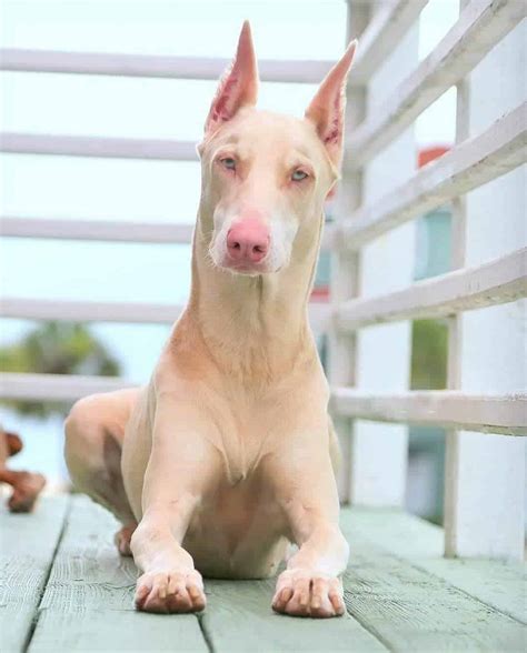 White Doberman Vs Albino Doberman So Similar But Different