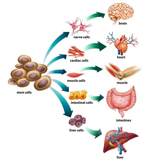 Stem Cells And Cloning Gcse Biology Revision