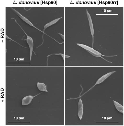 Binary Fission In Leishmania