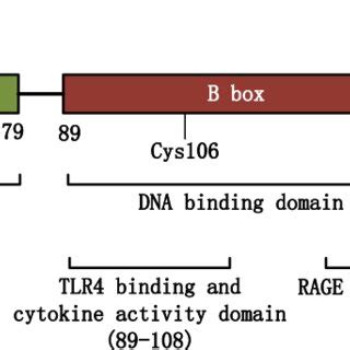 The Structure And Function Of HMGB HMGB Contains Two DNA Binding Download Scientific Diagram