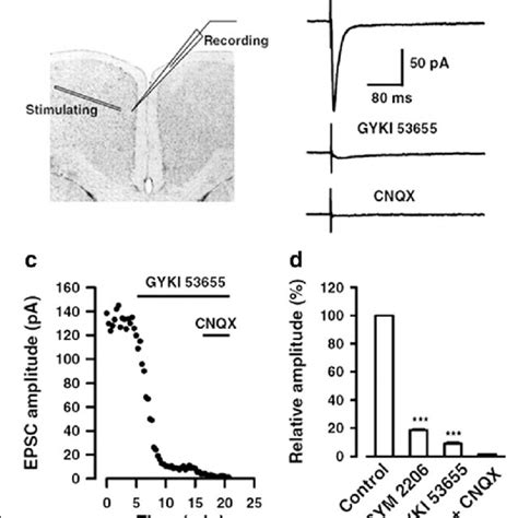 Ka Receptor Mediated Epscs In Adult Acc Pyramidal Neurons A Diagram Download Scientific