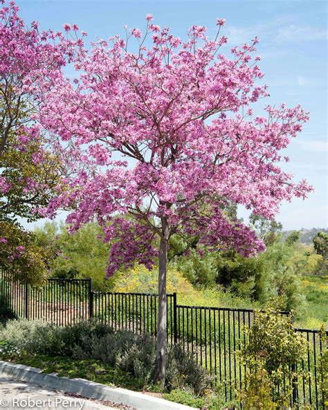 What Is A Pink Trumpet Tree At Tommie Brubaker Blog