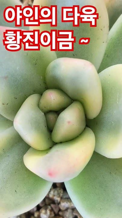 미소가 가득한 화요일 되세요 ~ 임영웅 파종이 실생 다육 다유기 다육이 다육식물 반려식물 다육판매 다육이판매 다육이키우기 다육인스타그램 매혹이 청주