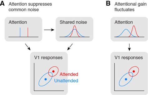 Attention And Correlated Variability A Hypothesis 1 Attentional Gain