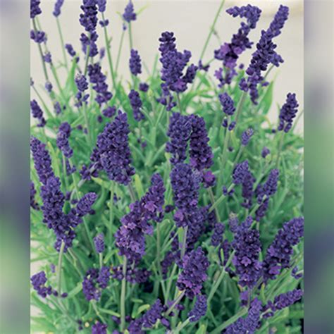 Lavender Plants Varieties Lavender Angustifolia Essence Purple
