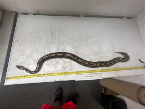 Spider Ball Python By Jungle Bobs Reptile World Morphmarket