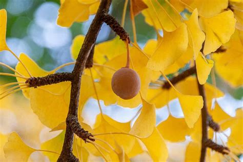 Ginkgo Tree Symbolism And Meanings The Ultimate Guide Simplybeyondherbs