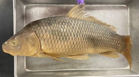 Ichthyology Lab Exam 2 Just Photos Flashcards Quizlet