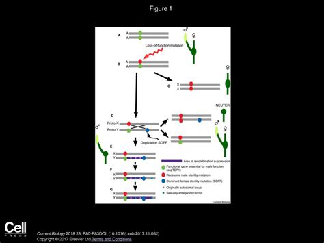 sex determination sterility genes out of sequence ppt download