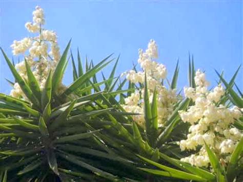 Flower Of Izote El Salvador National Flower El Salvador Tips
