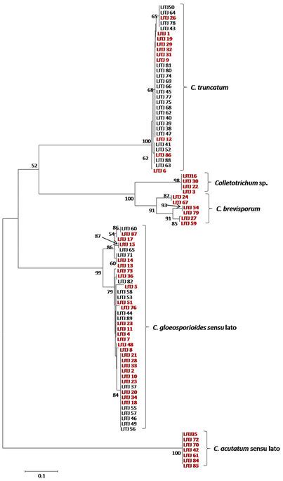 A Neighbour Joining Tree Based On Partial Gapdh Gene Sequences From 88