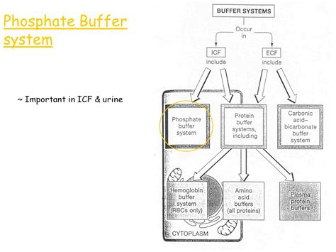 How Does Phosphate Buffer System Work Gregory Allison Coiffure