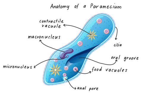 Paramecium Free Stock Vectors