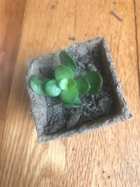 Not Propagating Couple Weeks Passed R Proplifting