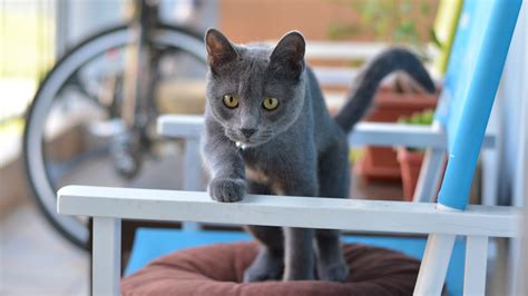 Fluffy Grey Cat Breeds