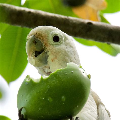 Tanimbar Corella