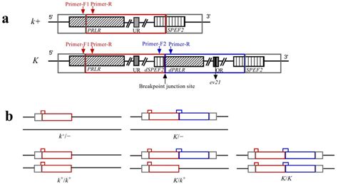 The Part Of The Sequencing Peak Of Lf By Sanger Sequencing With R
