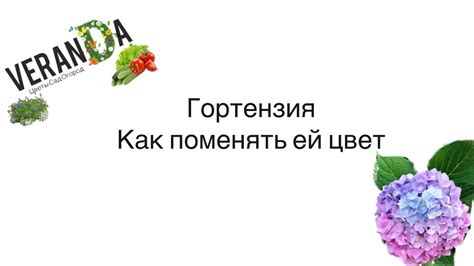 МЕНЯЕМ ЦВЕТ ГОРТЕНЗИИ ПРЯМО НА КЛУМБЕ гортензия кусты садовыесекреты верандаветысадогород