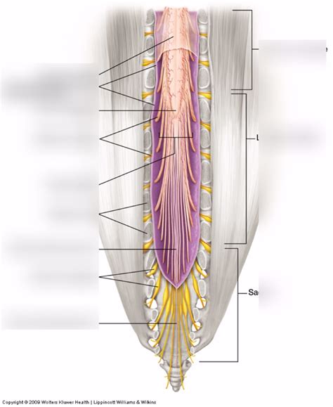 Vertebrae Diagram Quizlet