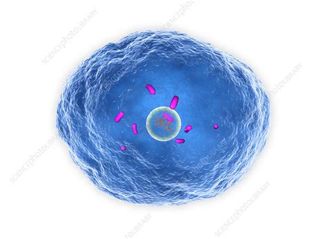 Brucella Bacterium Illustration Stock Image F029 7921 Science Photo Library