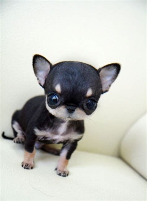 Schwarzer Apfelkopf Teetassen Chihuahua