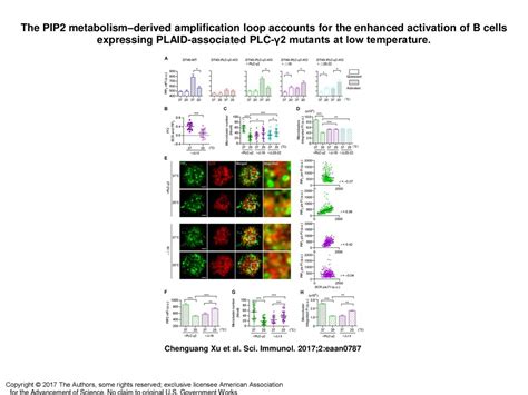 The Pip2 Metabolism Derived Amplification Loop Accounts For The
