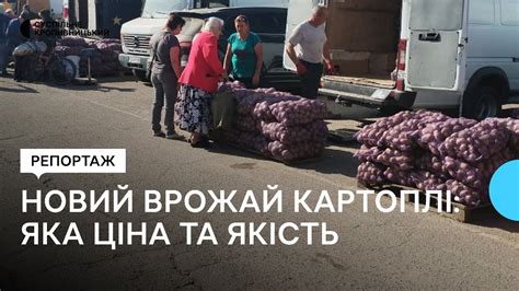 У Кіровоградській області подешевшала картопля нового врожаю яка ціна та якість Youtube