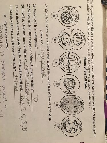 Cell Cycle Quiz Flashcards Quizlet