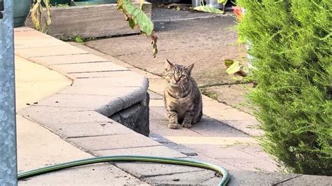 ඉරිදා උදේ දඩයමට බර චූටි කිටිත් එක්ක අපේ ගෙවත්තේ සැරි සරමු Youtube