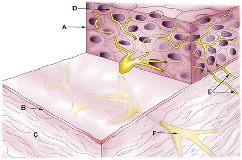 Innervation To The Corneas With Subbasal Nerve Plexus And Subepithelial