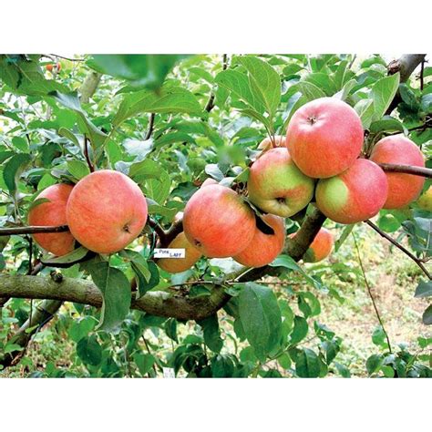 Яблоня Кортланд Описание Фото – Telegraph