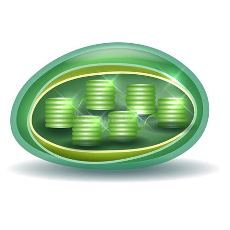 Chloroplast Structure Stock Vector Illustration Of Mitochondria 55313545