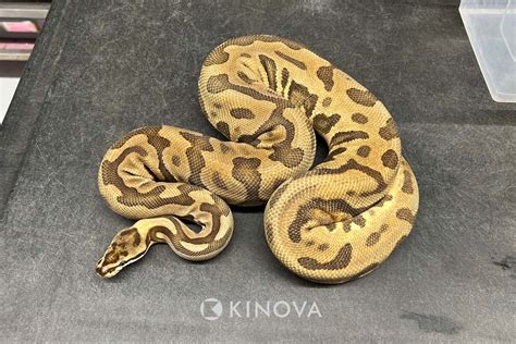 black pastel enchi leopard spotnose yb redstripe het clown ball python