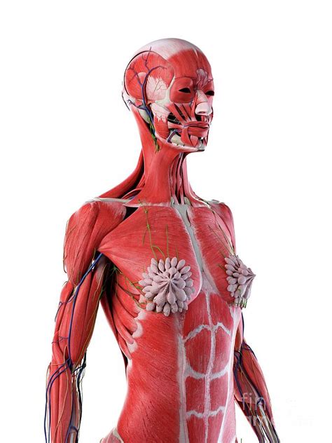 Female Upper Body Anatomy Photograph By Sebastian Kaulitzkiscience