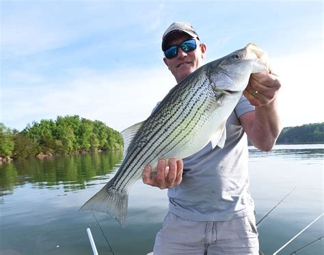Nwa Fishing Report Striped Bass Moving Deep While Bluegill Biting