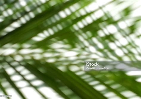 열 대 녹색 야자수 나뭇잎 패턴 흐림 효과 식물 추상적인 배경입니다 평면 누워 평면도 복사 공간 0명에 대한 스톡 사진 및 기타 이미지 Istock