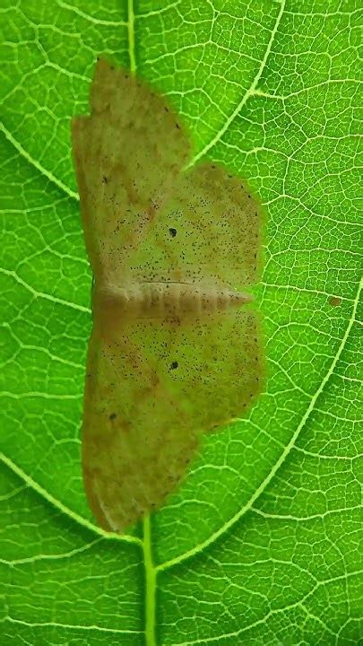Butterfly Youtubeshorts Shortvideo Shorts Insects Macrophotography Macro Macrovideo