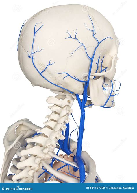 The Head Veins Stock Illustration Illustration Of Male 101197382