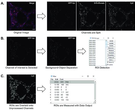 Macro Workflow A A Background Adjusted Multicolor Image Is Split Download Scientific Diagram