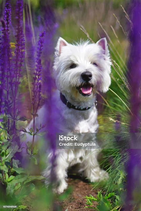 보라색 꽃의 뒤에 정원에서 야외에서 앉아 행복 웨스트 하이랜드 화이트 테리어 개 가축에 대한 스톡 사진 및 기타 이미지 가축 개 개과 Istock