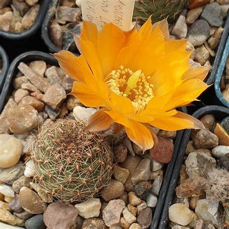 Aylostera Einsteinii Var Atrospinosa Lf55b National Collection Of Aylostera Rebutia