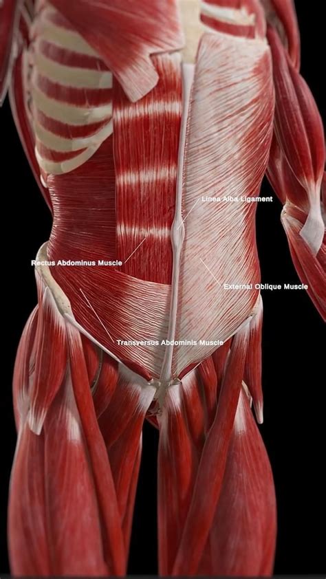 Human Body Full Cell Anatomy Stomach Muscles Anatomy Core