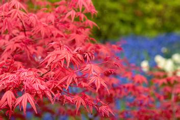 10 Best Dwarf Trees For Small Spaces