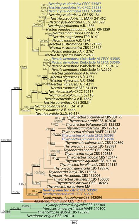 Maximum Parsimony Phylogenetic Tree Generated From Analysis Of A