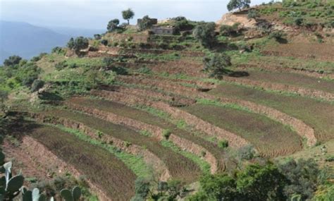 Eritreas Agricultural Sector Major Achievements Over The Past Year ECSS Eritrean Center