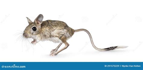 Greater Egyptian Jerboa 