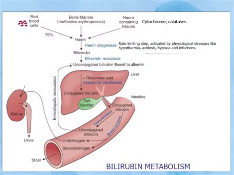 Hyperbilirubinemia Ppt
